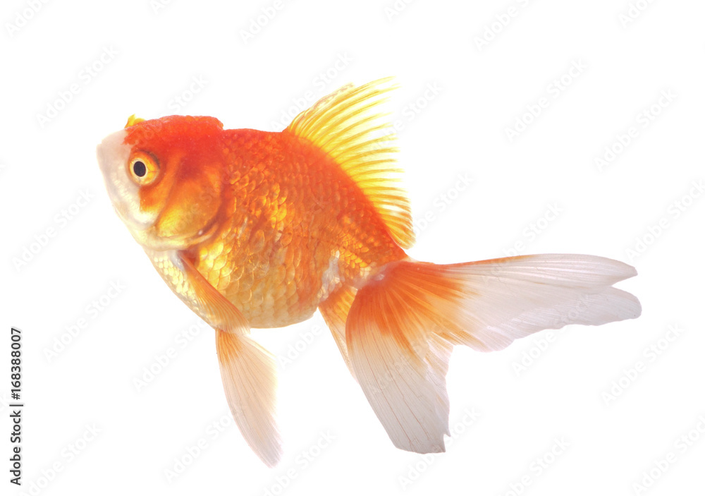 Goldfish on White Background Stock Photo | Adobe Stock