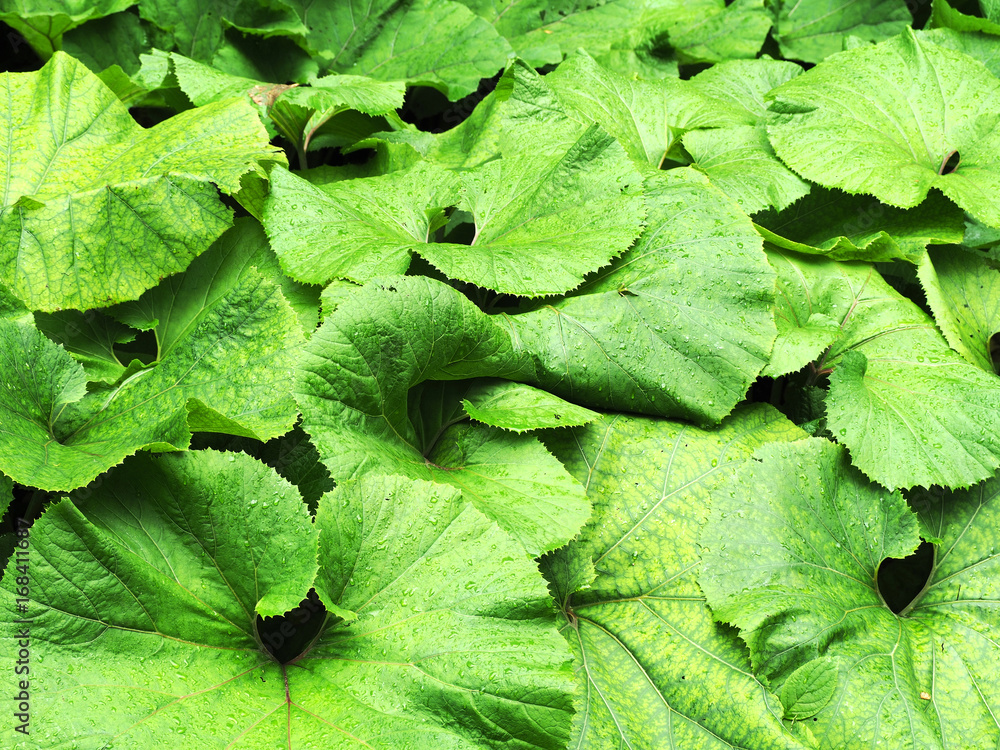 Natural green background. Thickets Japanese butterbur, or Butterbur ...