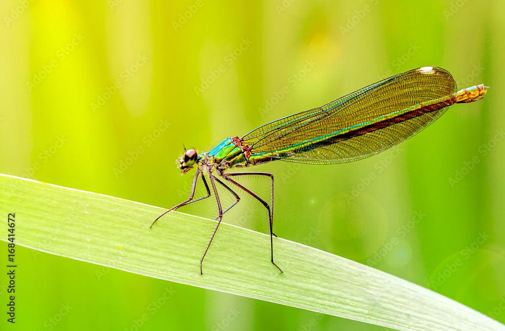 Dragonfly (Odonata) sitting on a sheet of reeds, green background. Macro shots, Beautiful nature ...