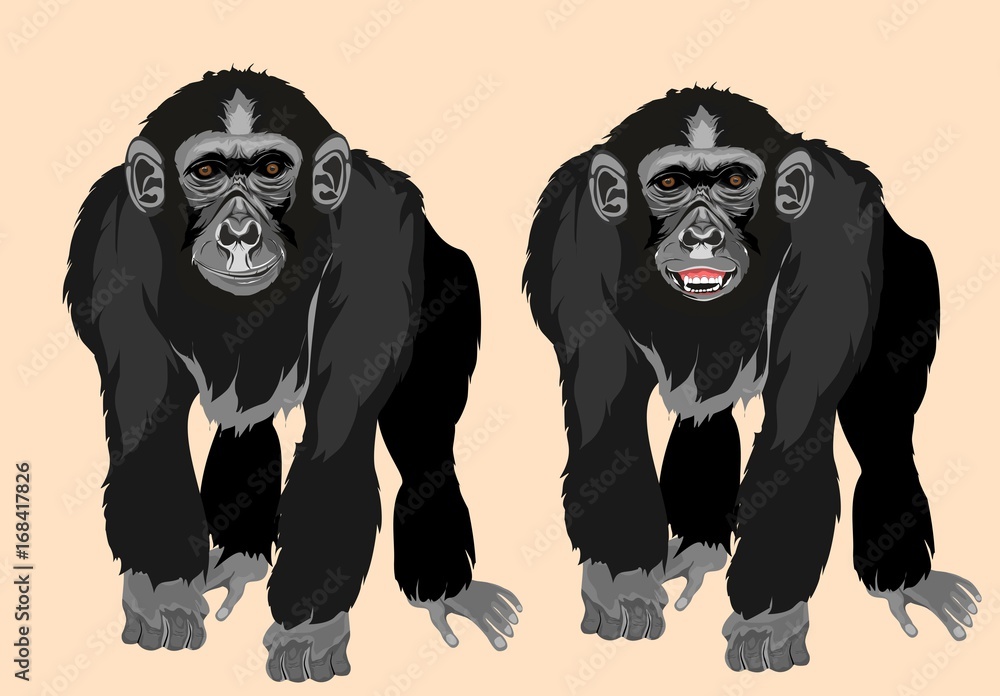 Pair of big african black apes chimpanzee vector illustration Stock ...