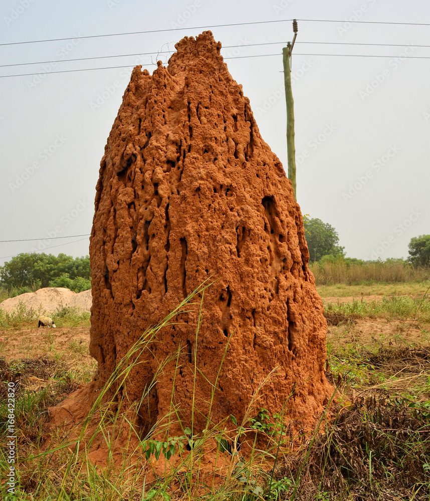 Termite Mound Africa