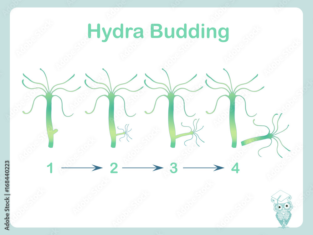 Hydra budding illustration for school biology lessons stock vector ...