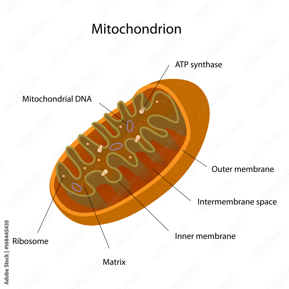 Structure of a mitochondrion, labeled. Stock Illustration | Adobe Stock