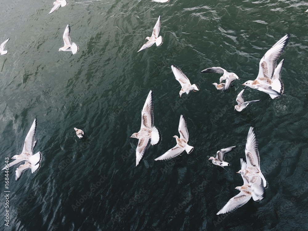 Flying seagulls Stock Photo | Adobe Stock