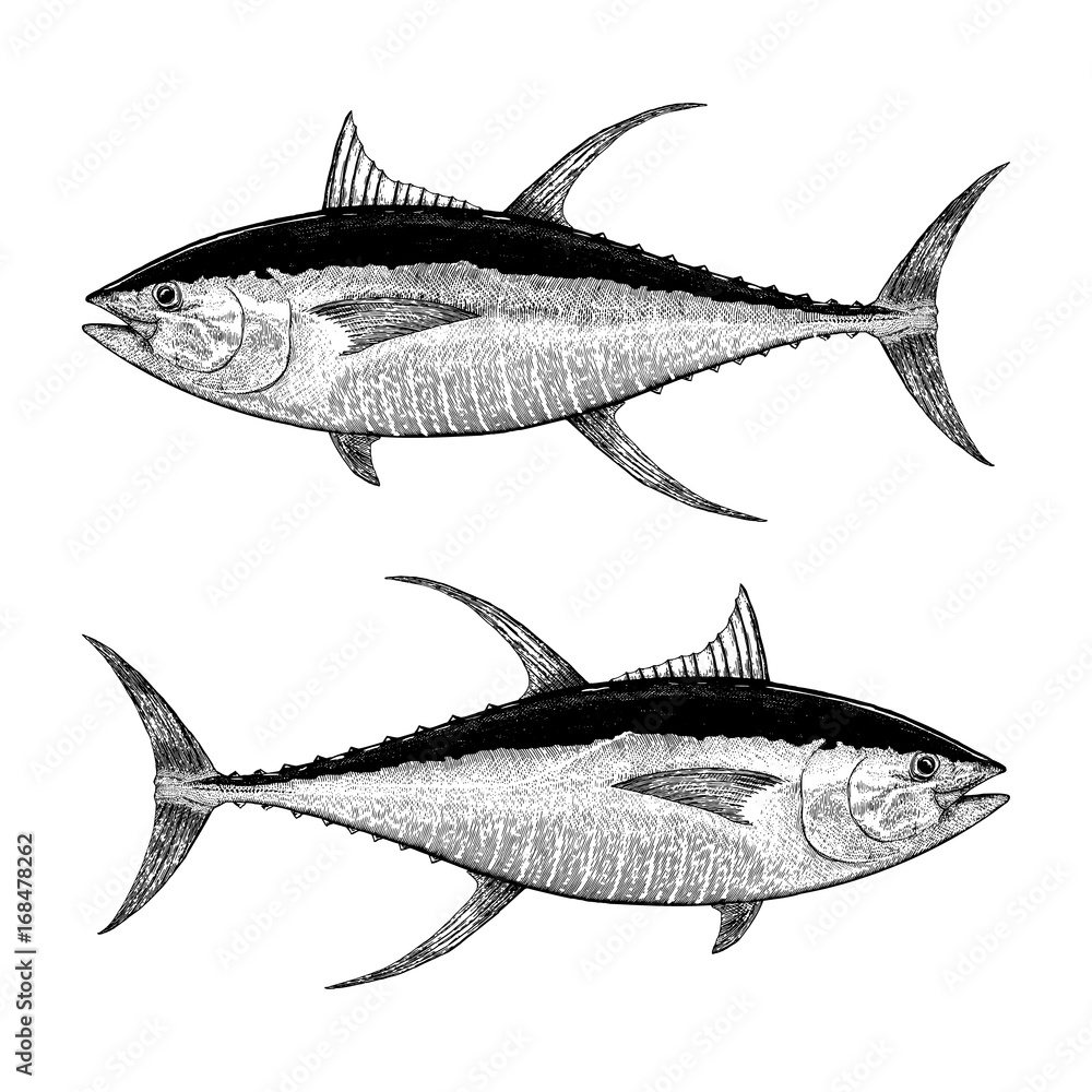 Yellowfin Tuna Illustration Stock Vector | Adobe Stock