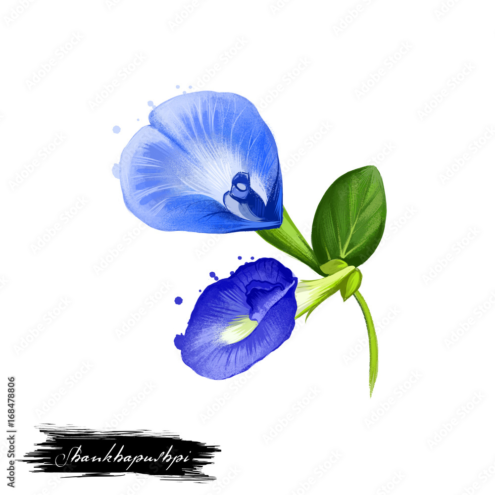 Shankhapushpi blue flower ayurvedic herb digital art illustration with ...