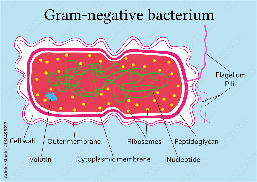 Structure of gram-negative bacterium Stock Vector | Adobe Stock