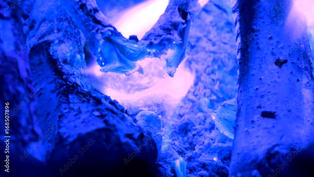 Intense blue flames blazing in fireplace. Burning woods shiver in hot ...