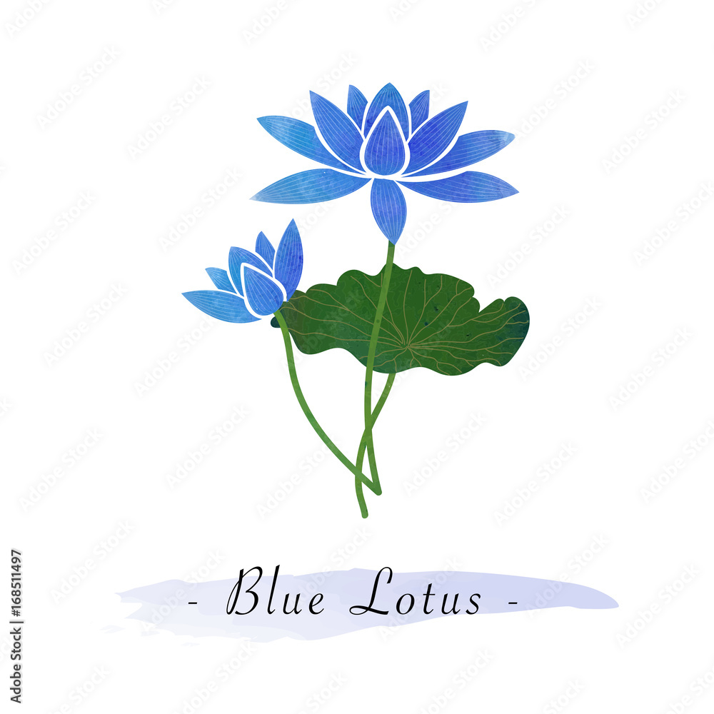 Blue Lotus Flower Drawing