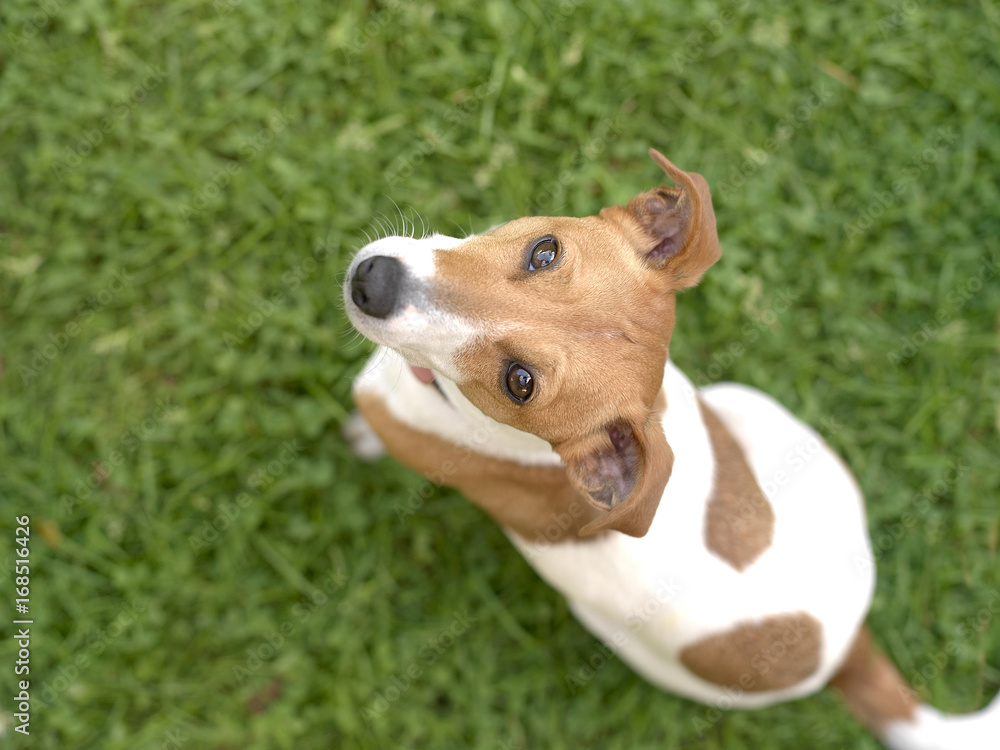Overhead Portrait Of A Small Dog Stock Photo | Adobe Stock