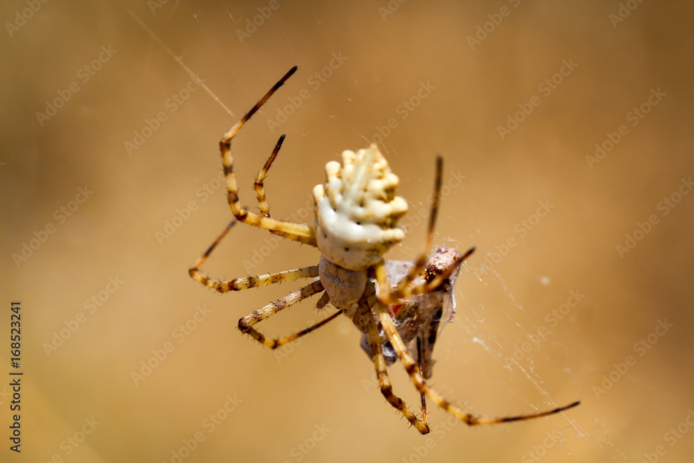 Argiope lobata, eine Radnetzspinne Stock Photo | Adobe Stock
