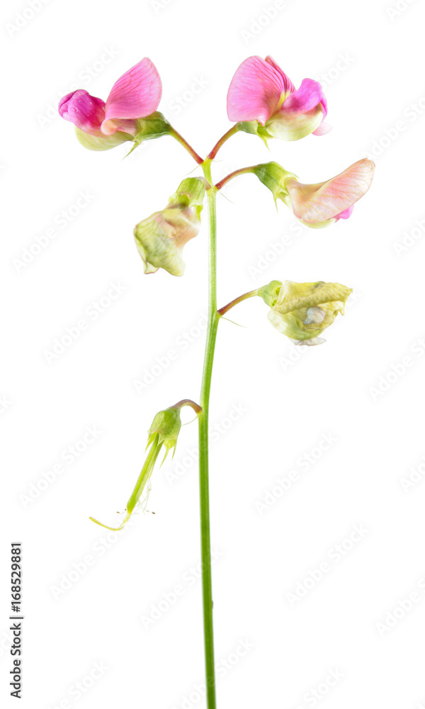 Pink flowers of Perennial pea (Lathyrus latifolius) isolated on white ...