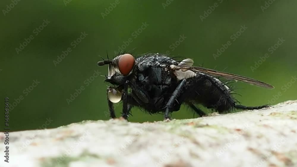 Fly the forest is big and shaggy drink the water. Insects flying in the ...