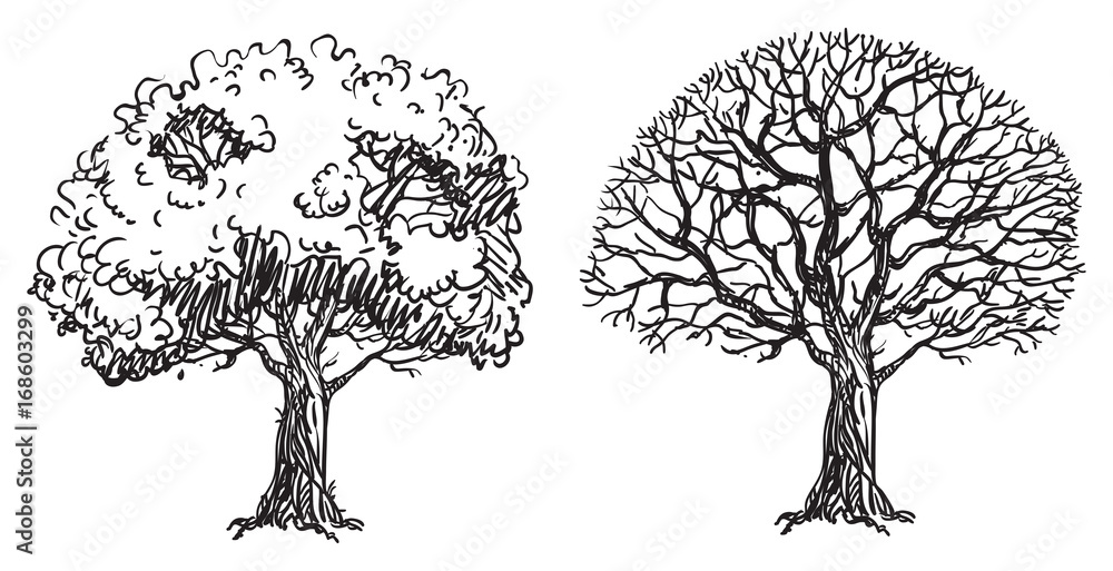Bare trees. Two vector bare trees are hand drawing at doodle style ...