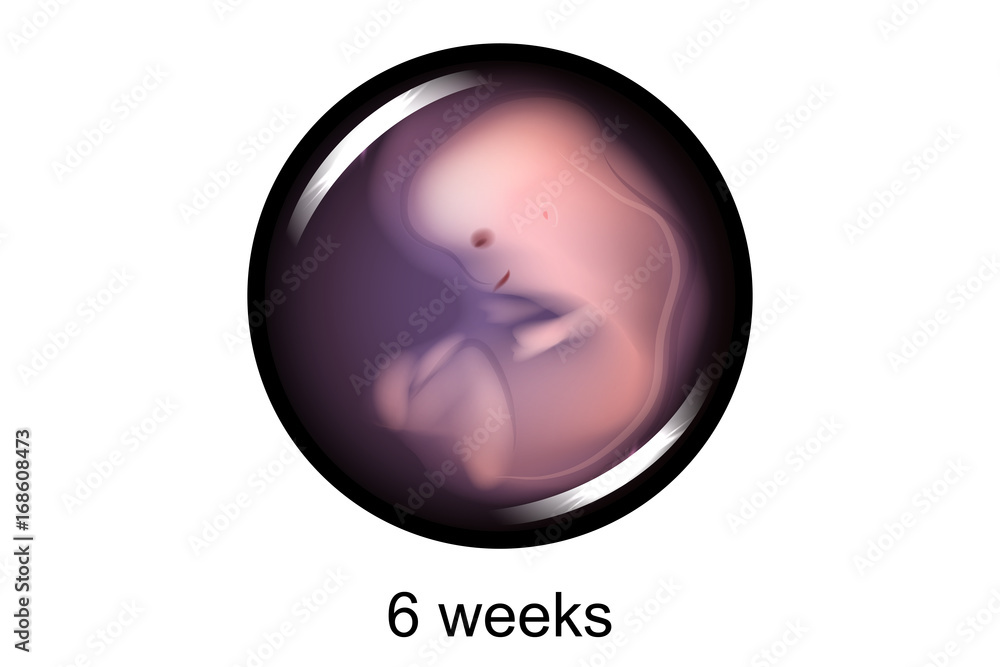 human embryo six weeks Stock Vector | Adobe Stock