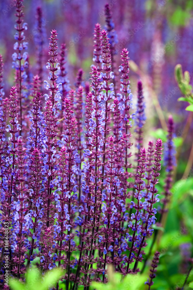 Salvia flower (disambiguation) the largest genus of plants in the mint ...
