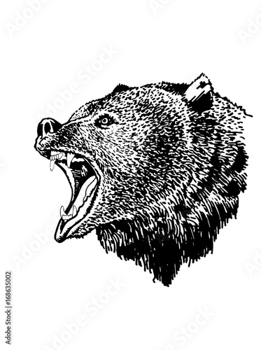 Bear Roaring Side Drawing