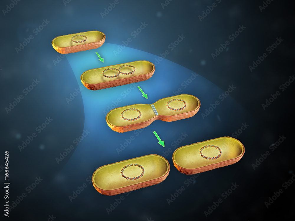 Bacterial cell division Stock Illustration | Adobe Stock