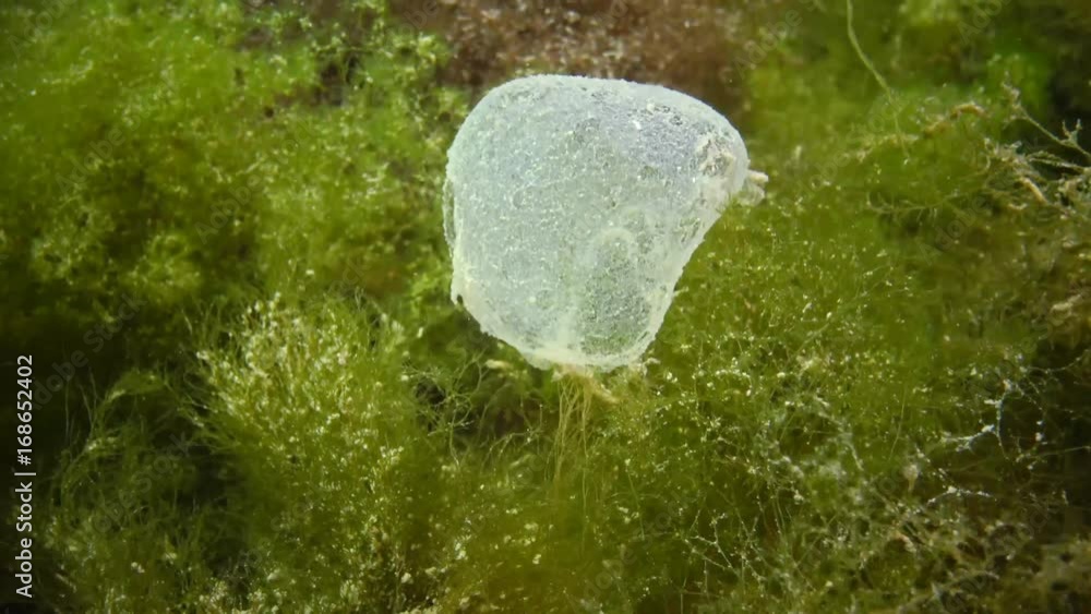 Reproduction of sea worms, polychaetes. Eggs of polychaetes in the ...