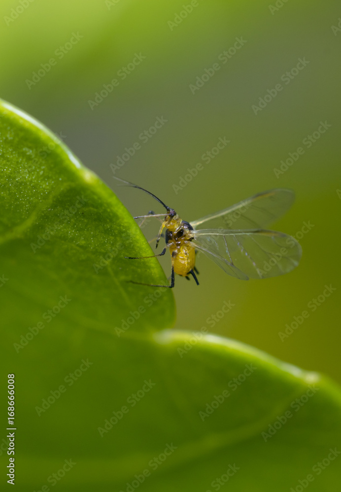Insect with big wings on a green leaf Stock Photo | Adobe Stock