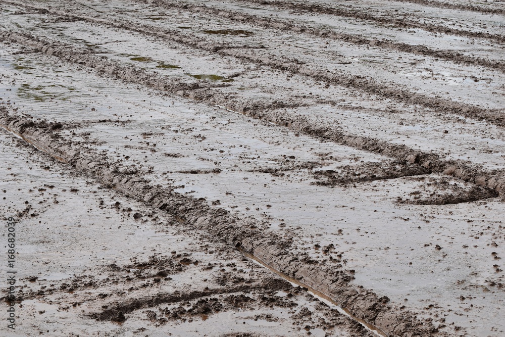 soil mud in rice field prepare for plant rice in agriculture Stock ...