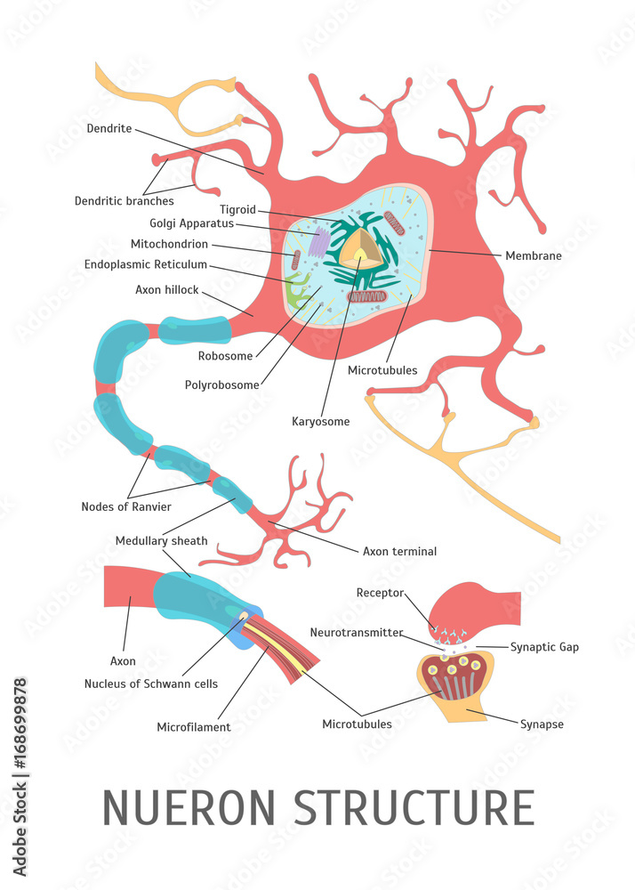 Cartoon Structure of a Neuron. Vector Stock Vector | Adobe Stock