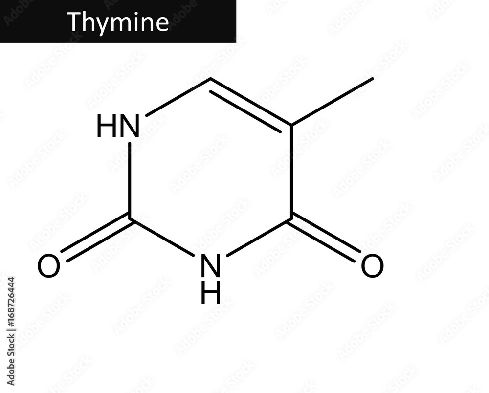 Thymine Structure
