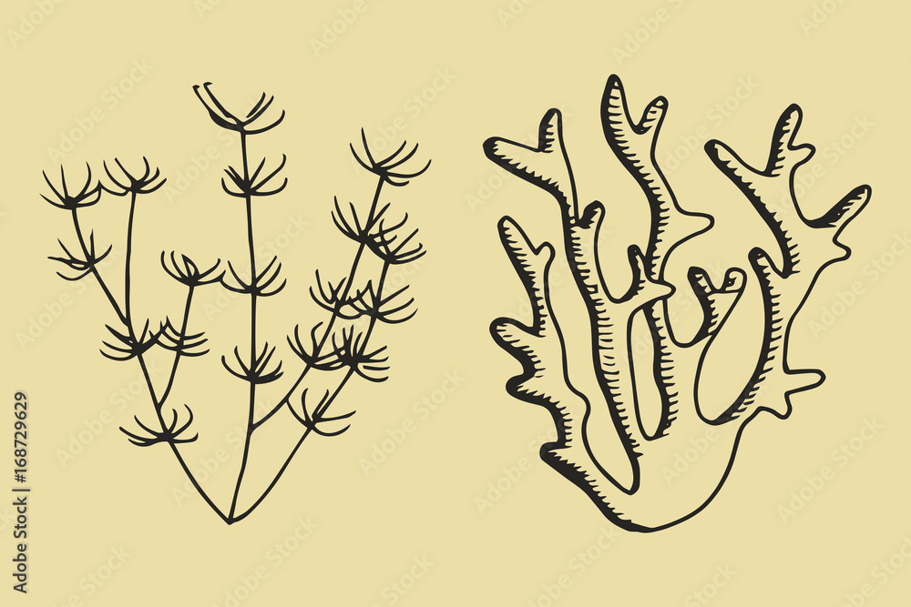Algae vector. Hand drawing illustration Stock Vector | Adobe Stock