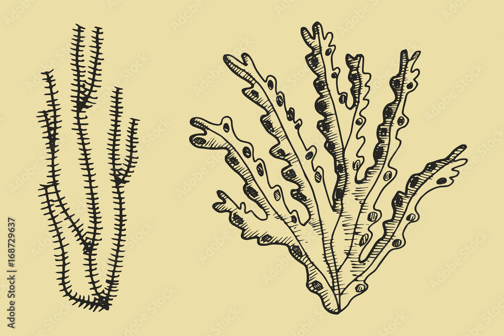 Algae vector sketch. Hand drawing illustration Stock Vector | Adobe Stock