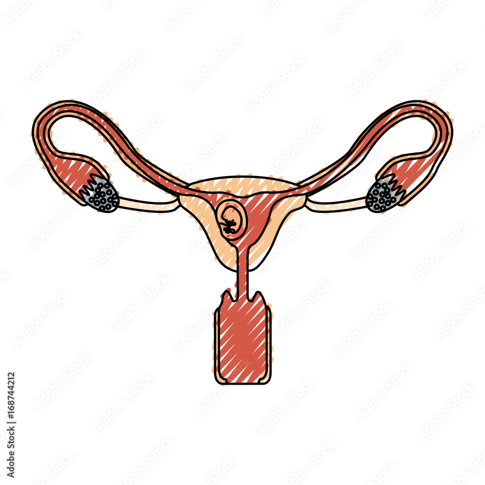 Colored Crayon Silhouette Of Female Reproductive System Ovaries With