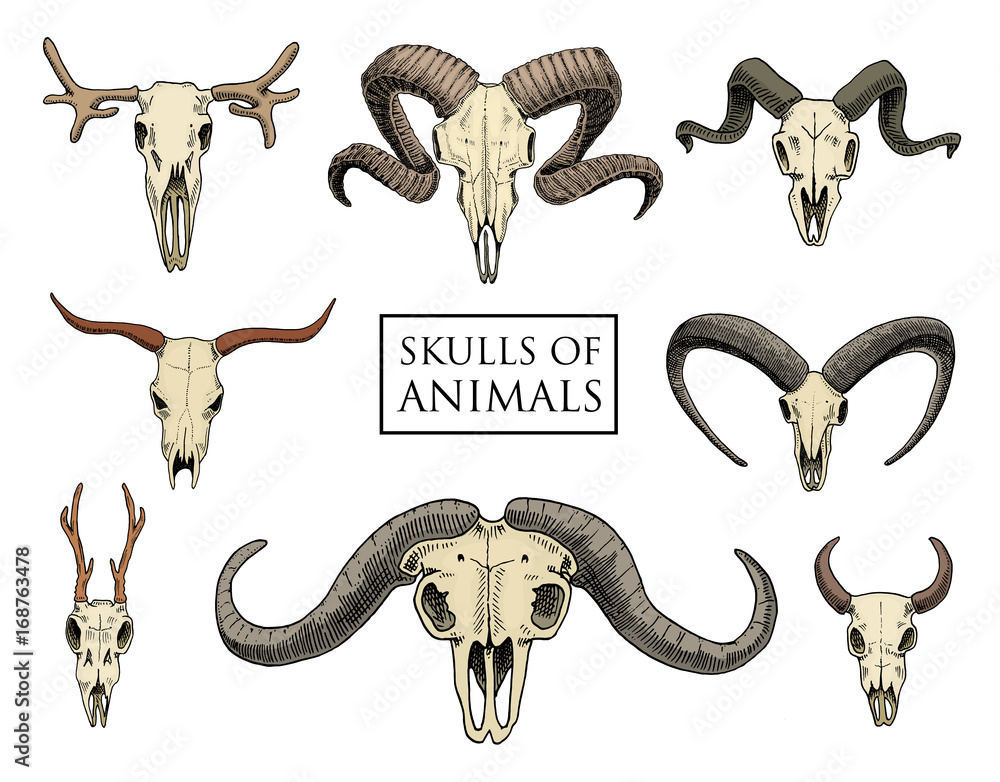 anatomy illustration. engraved hand drawn in old sketch and vintage ...