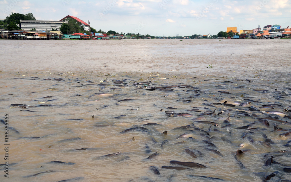Many fish Independent living in the Chao phraya river. Iridescent shark ...