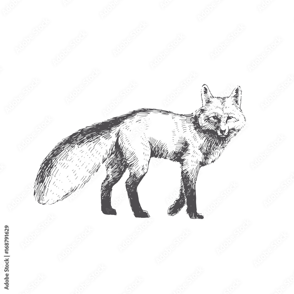 Vector hand drawn illustration of walking fox isolated on white ...