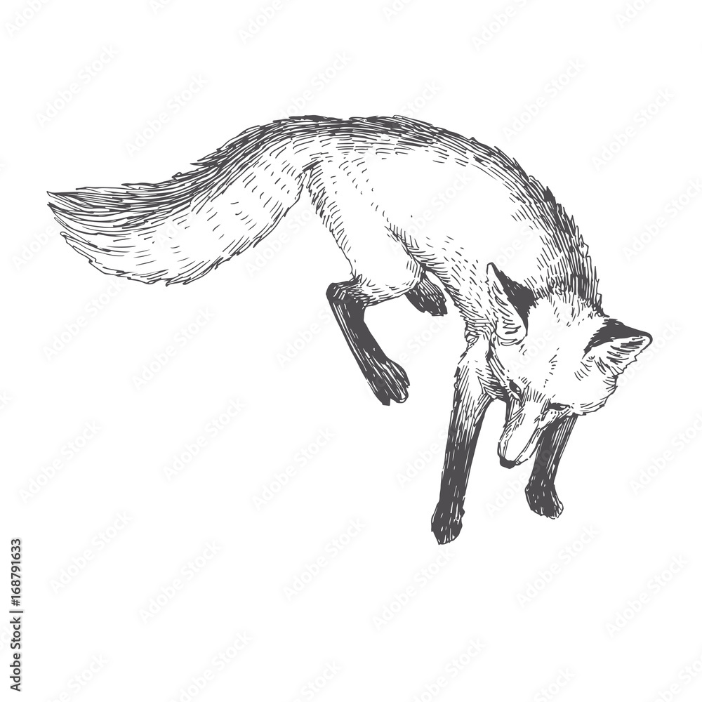 Vector hand drawn illustration of walking fox isolated on white ...