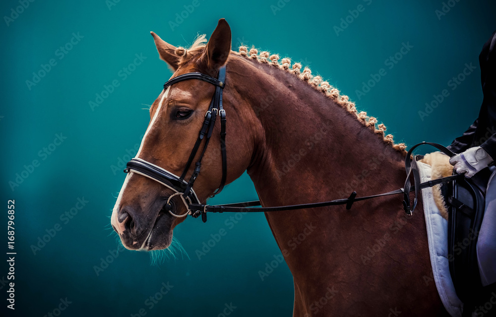 Akhal Teke Dressage