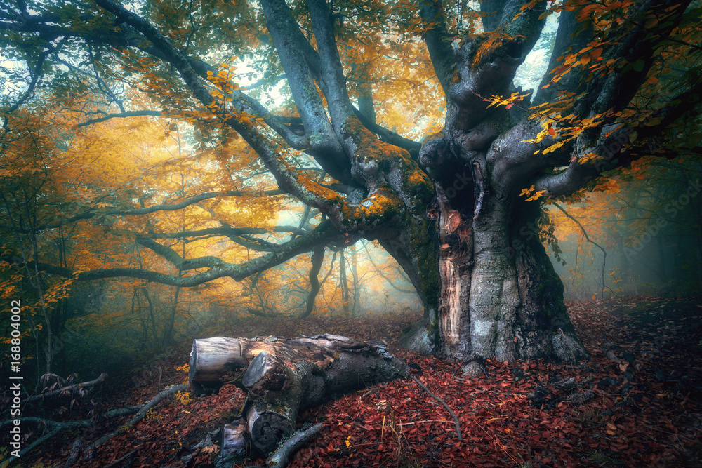 Fairy tree in fog. Old magical tree with big branches and orange leaves ...