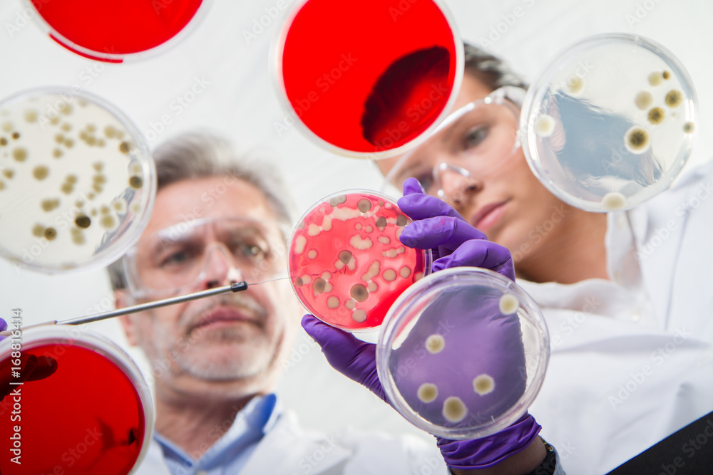 Scientists researching in laboratory, pipetting cell culture samples ...