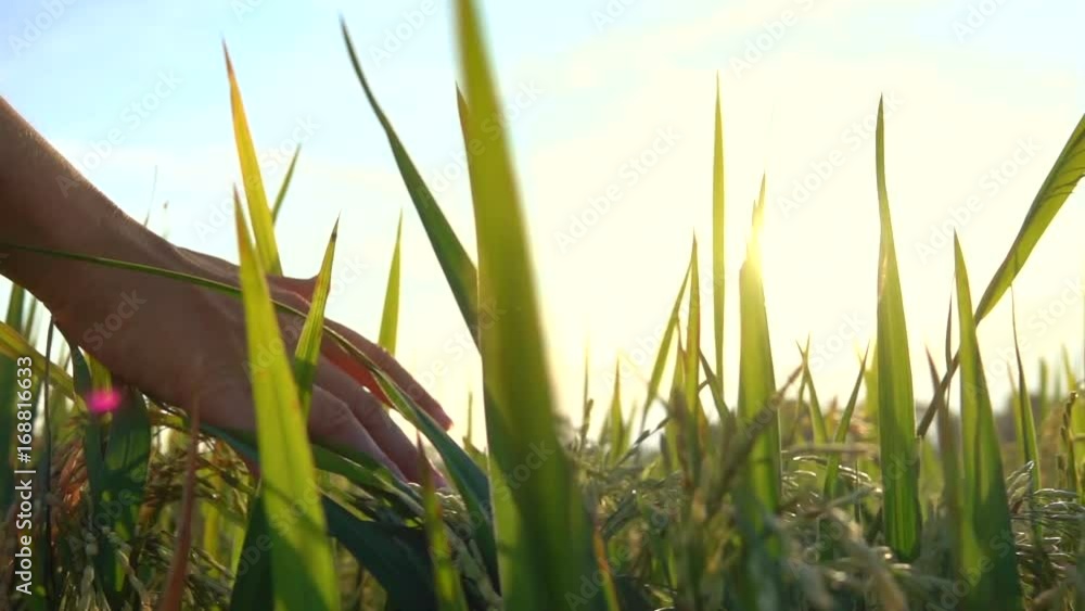 SLOW MOTION CLOSE UP, LENS FLARE: Female hand touching beautiful rice ...