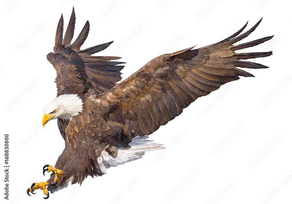 Bald eagle swoop attack hand draw and paint on white background animal ...