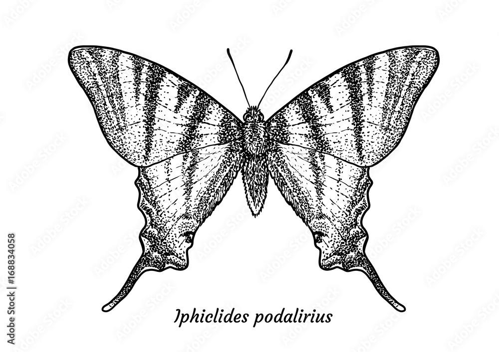 Scarce swallowtail butterfly illustration, drawing, engraving, ink ...