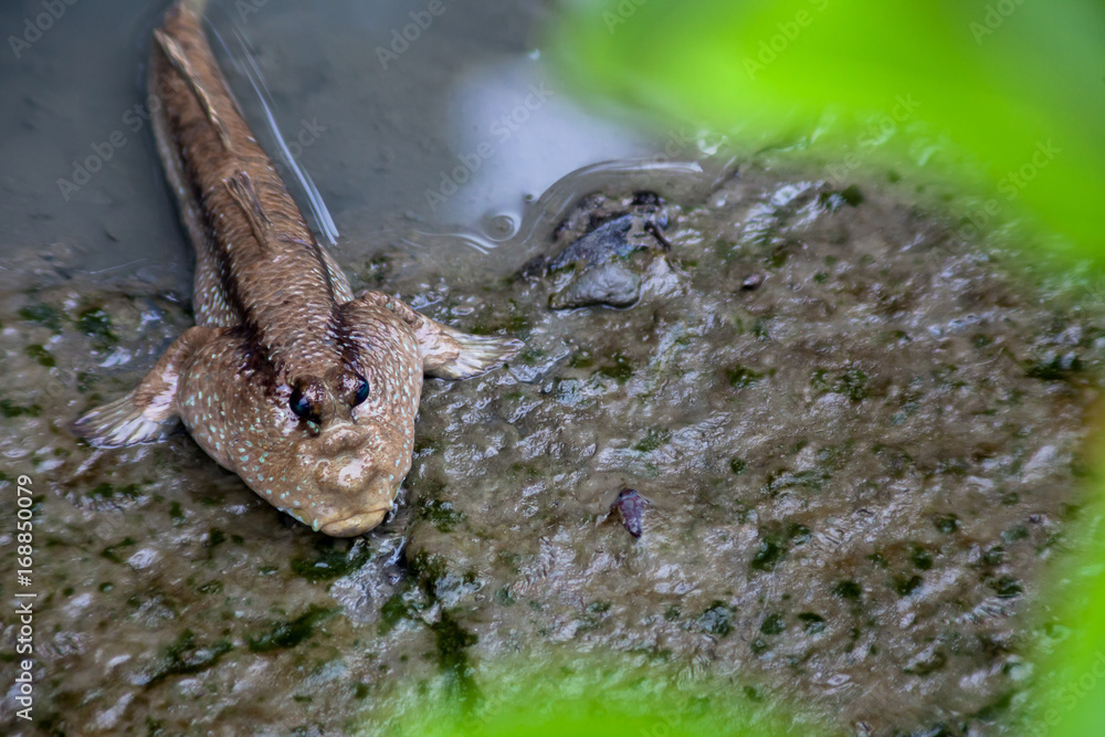 Horizontal photo of Mudskipper,Amphibious fish on the mangrove tree ...