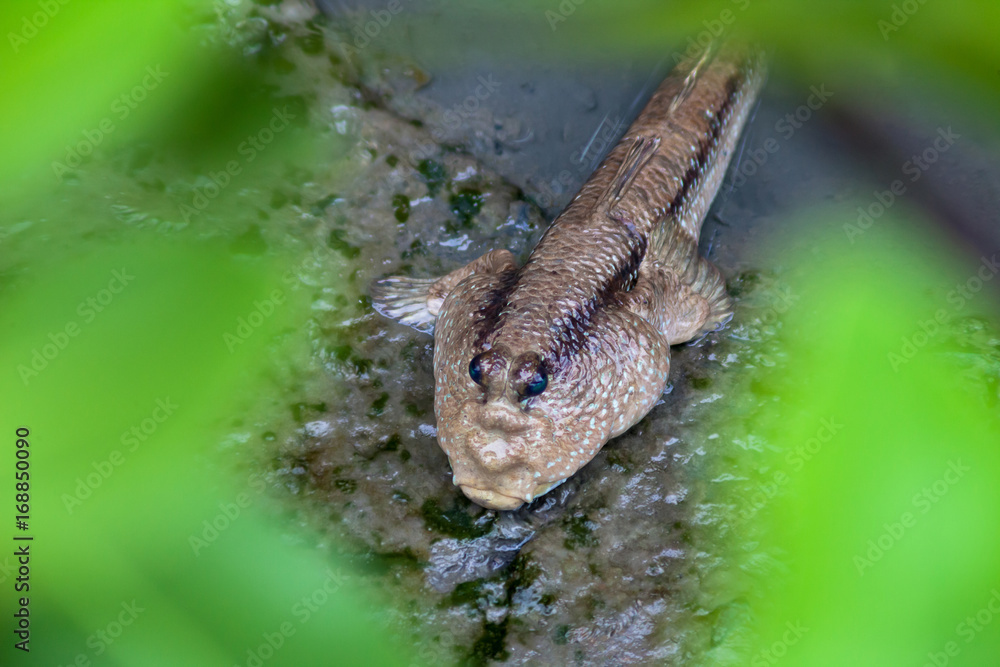 Mudskipper Fish Climbing A Tree
