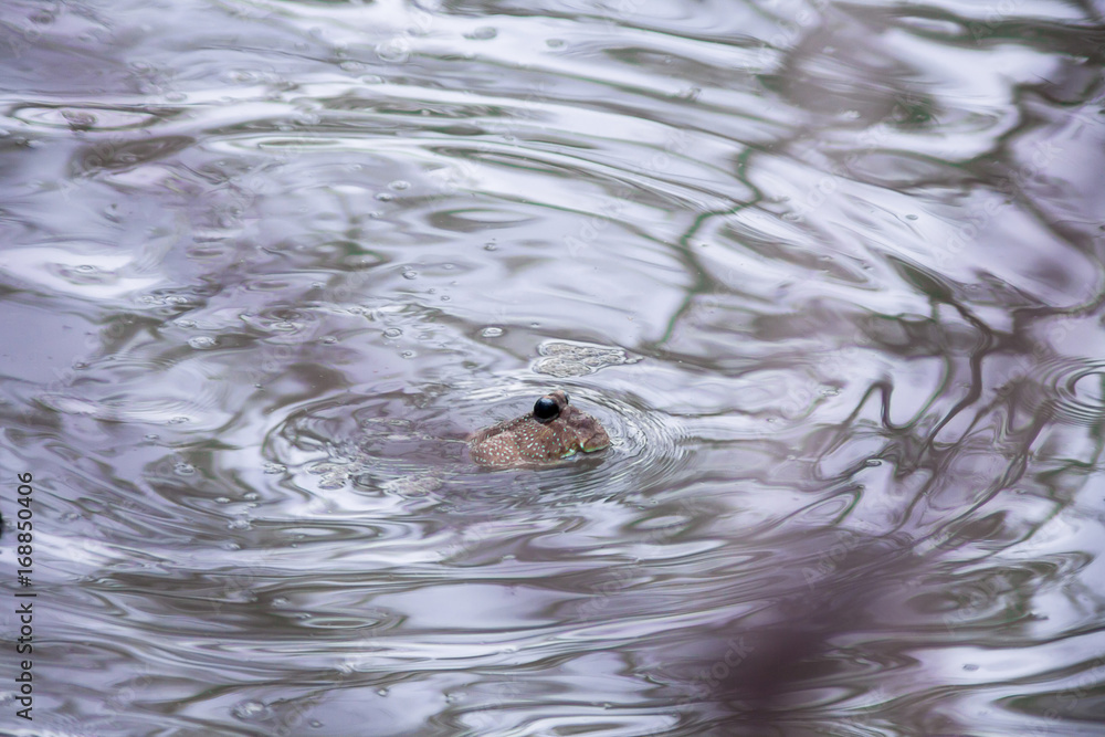 Horizontal photo of Mudskipper,Amphibious fish on the mangrove tree ...