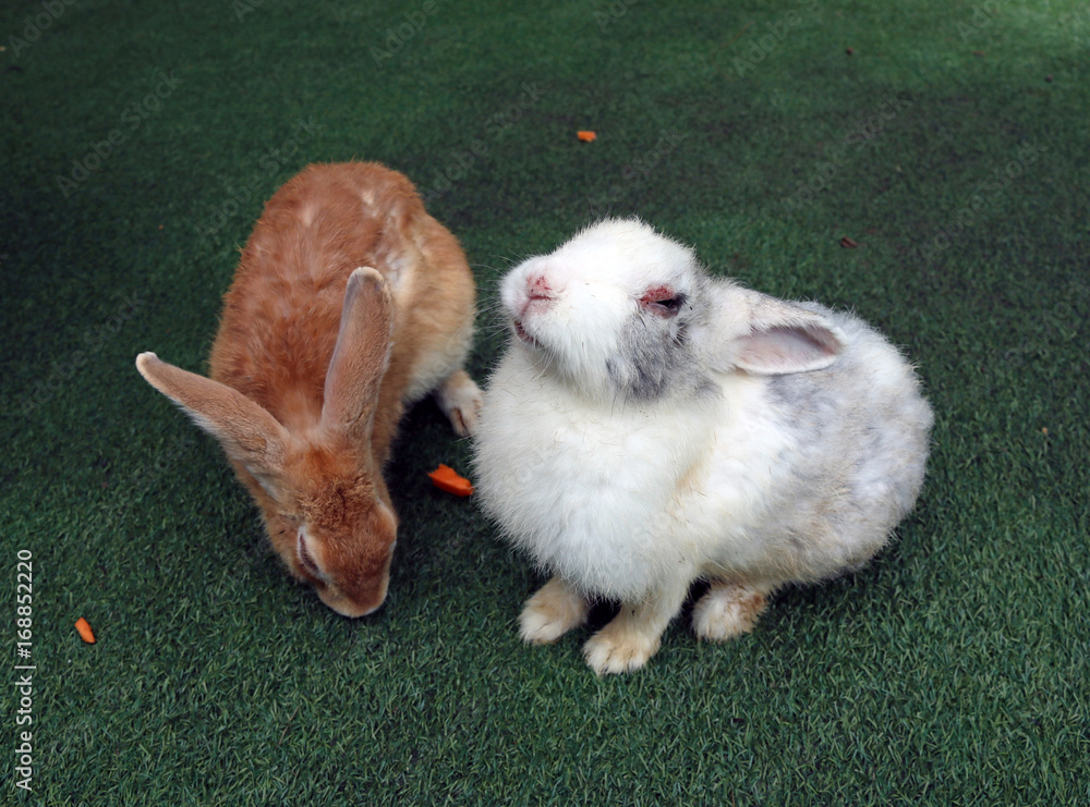 brown rabbit and white gray rabbit sitting on the green artificial ...