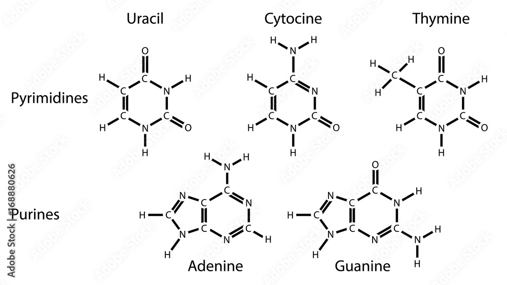 Purines and pyrimidines nitrogenous base, 2d illustration of structural ...