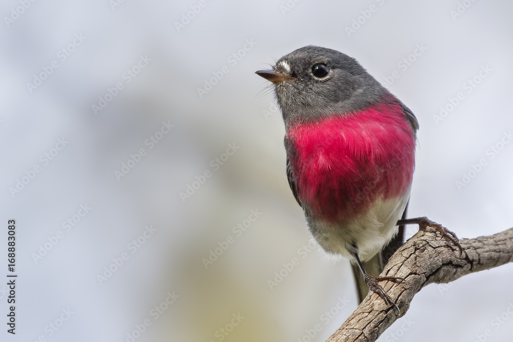 Female Rose Robin (Petroica rosea) photographed at Woodlands Historic ...