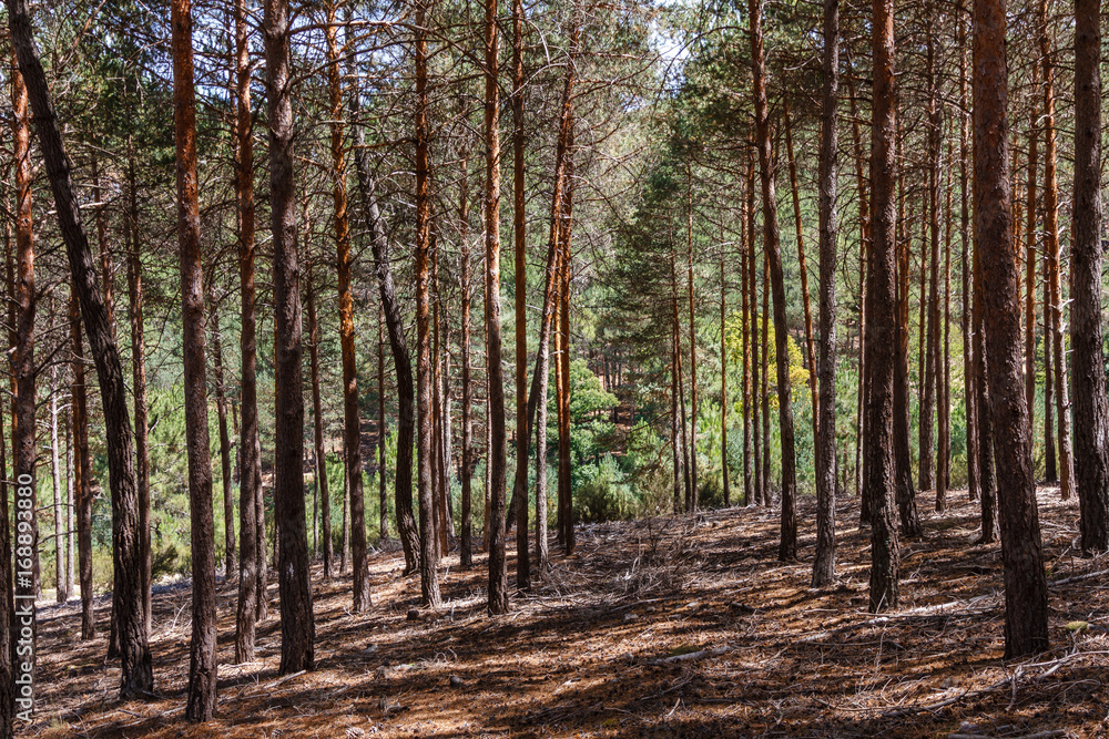 Pinus sylvestris. Bosque de Pino silvestre, albar. Sierra de la Culebra ...