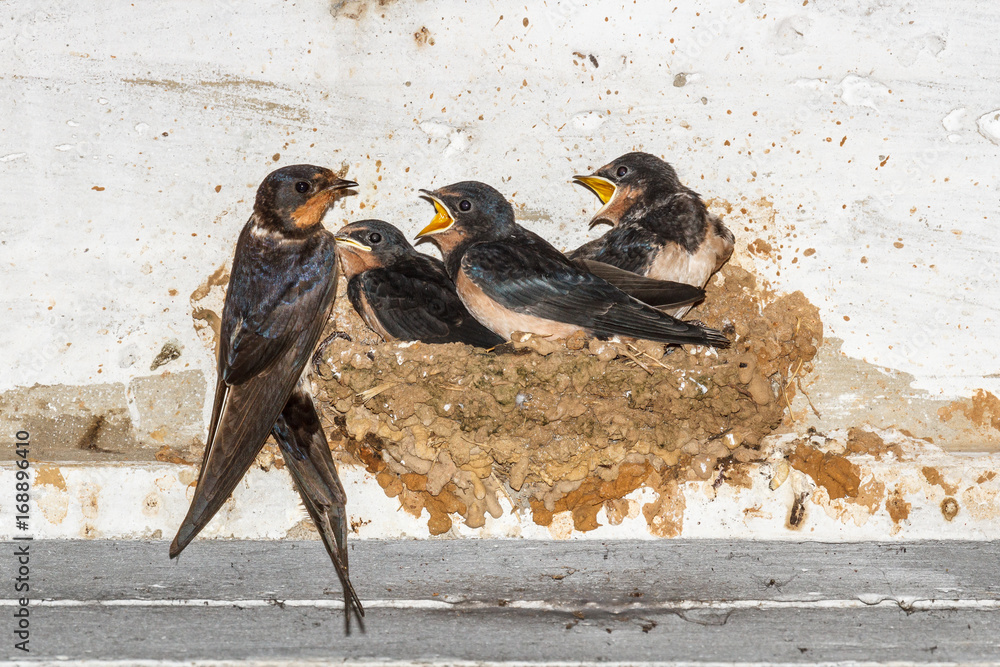 Golondrina Común alimentando a sus crías en el nido. Hirundo rustica ...