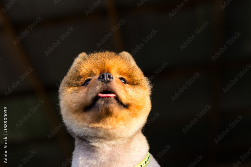 Dog Stock Photo | Adobe Stock