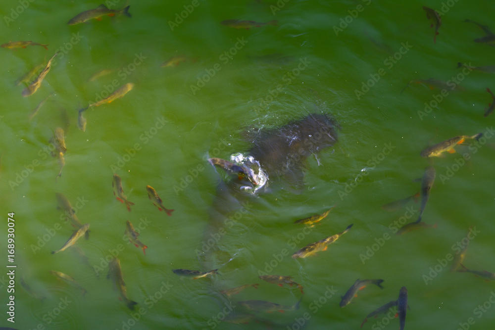 Chernobyl Disaster Fish